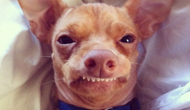 11 Kartinkof Club P Sobaka Zlaya Mem 11 | PDF