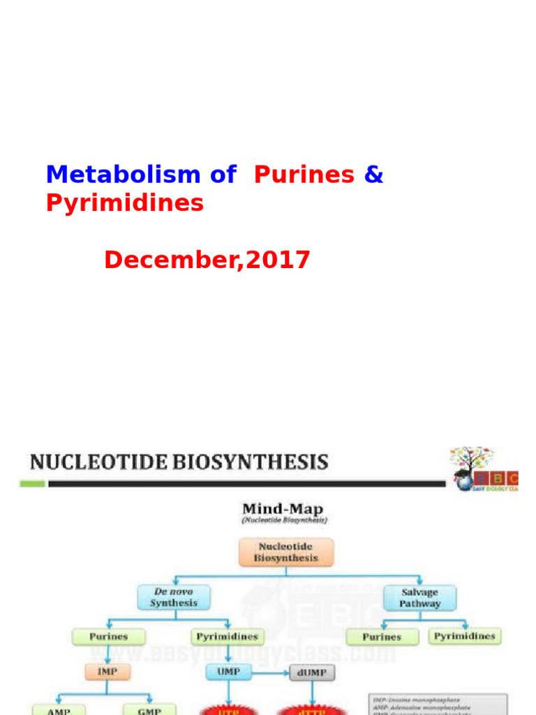 Metabolism of Purines & Pyrimidines | PDF | Nucleotides | Biosynthesis