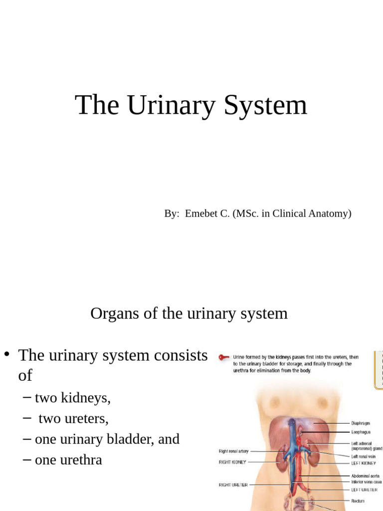 The Urinary System | PDF | Kidney | Organ (Anatomy)