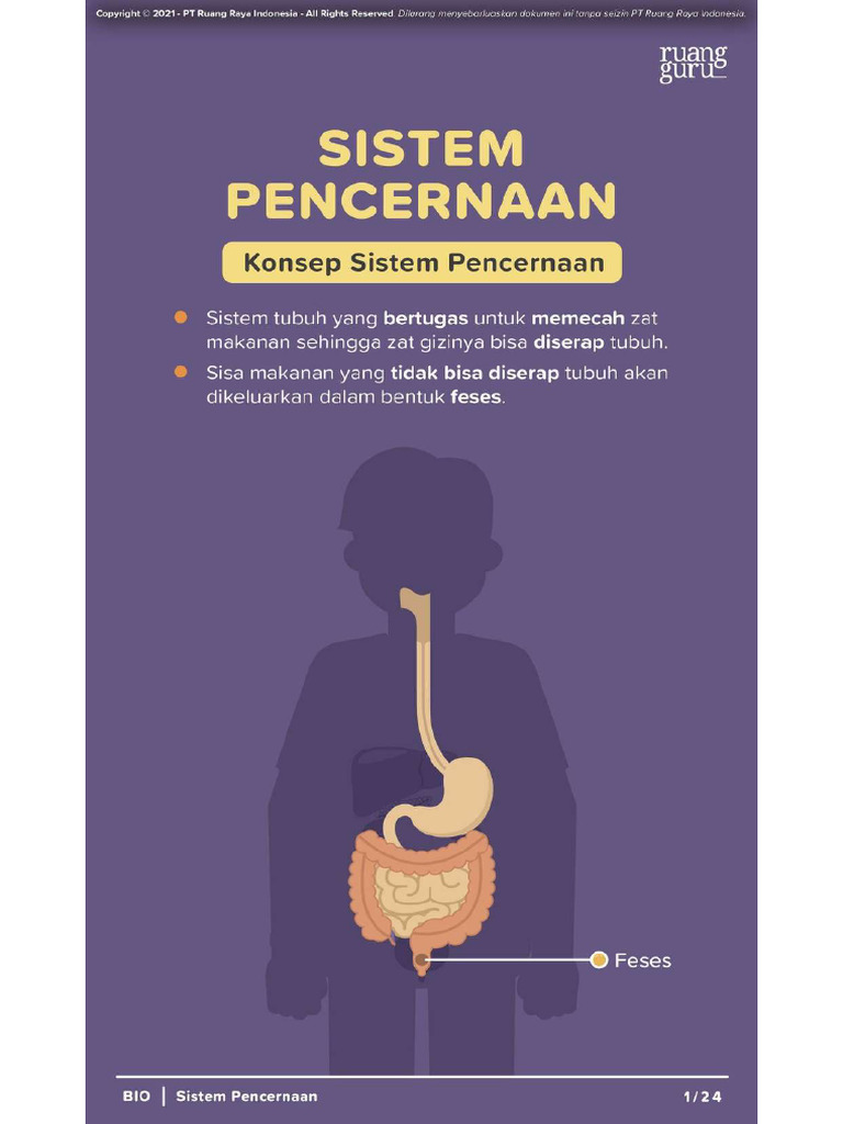 Sistem Pencernaan Kelas 8 | PDF