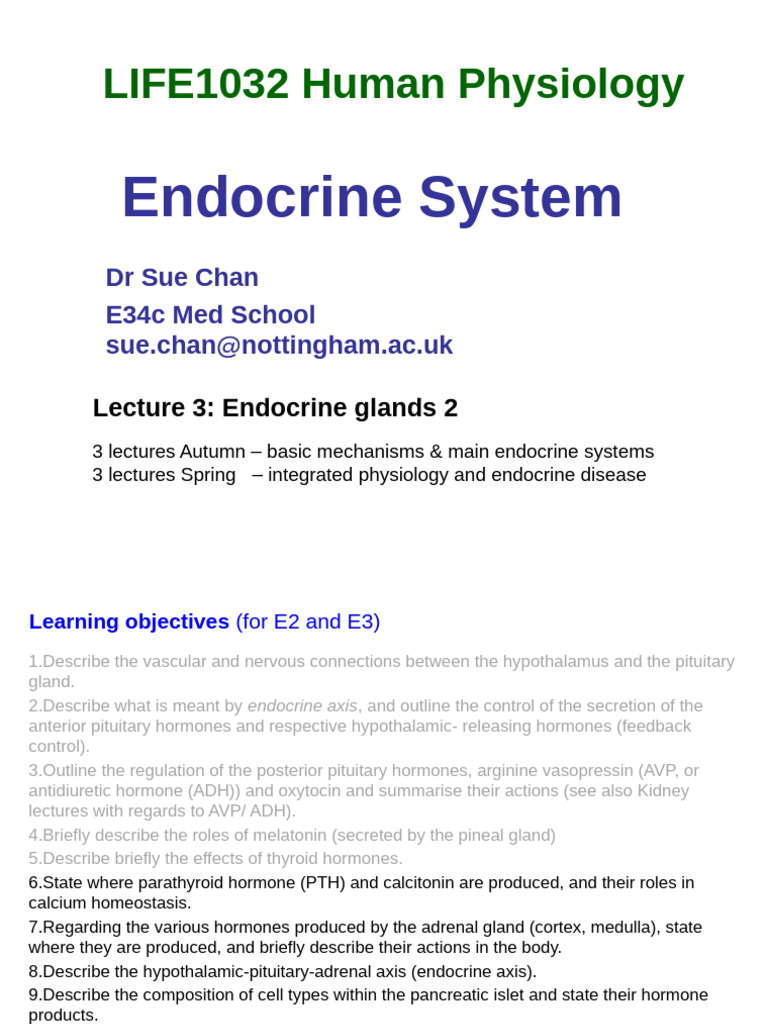 Lecture 11 Endocrine Glands 2 Pdf Adrenal Gland Endocrine System