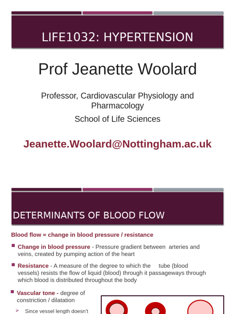 Lecture 14 - Hypertension | PDF | Hypertension | Blood Pressure