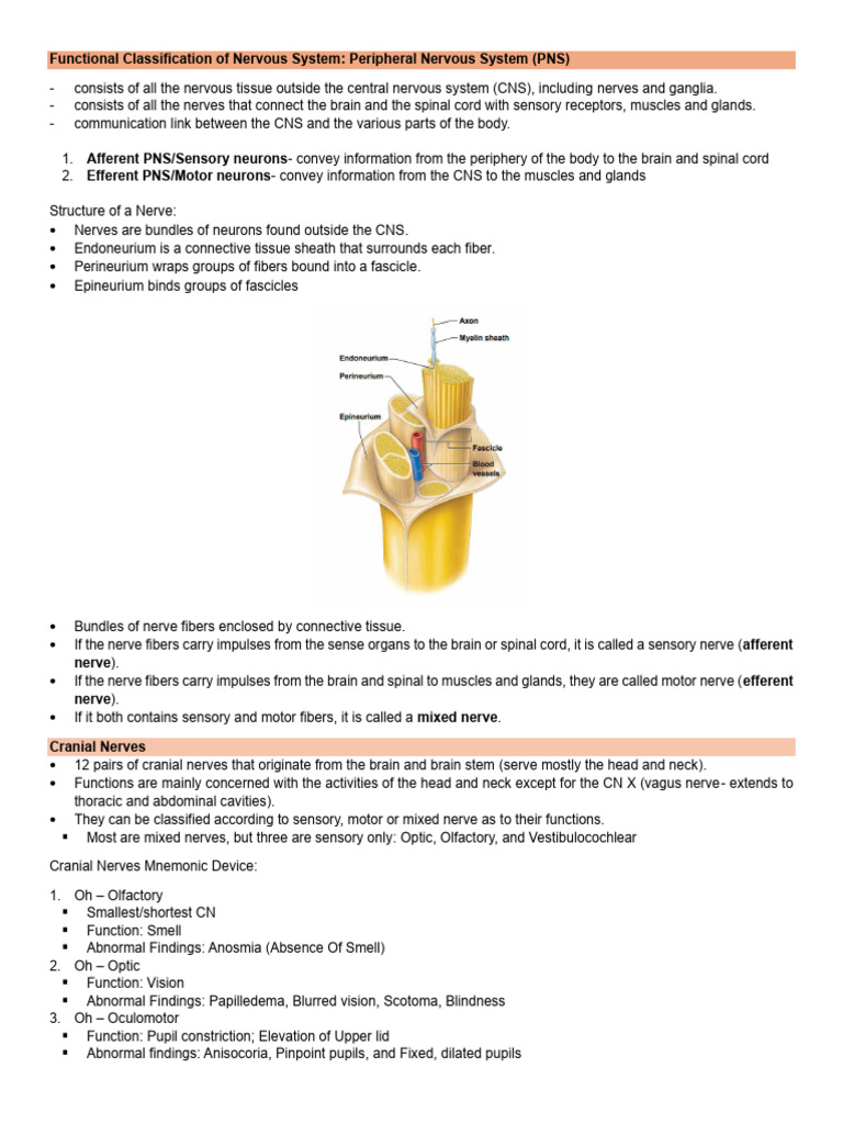 Overview of Peripheral Nervous System | PDF | Central Nervous System ...