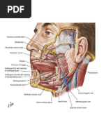 Anatomy of the Submandibular Triangle | PDF | Anatomical Terms Of ...
