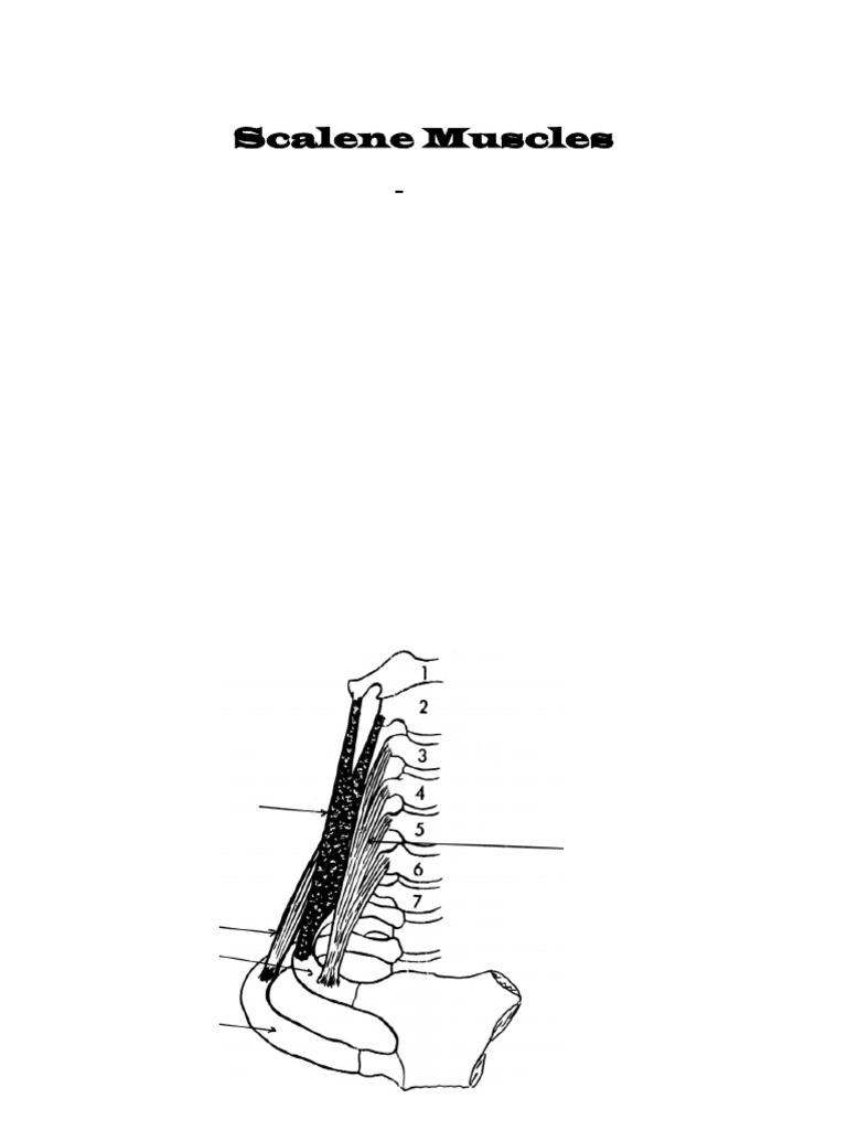 Anatomy of Scalene Muscles Explained | PDF
