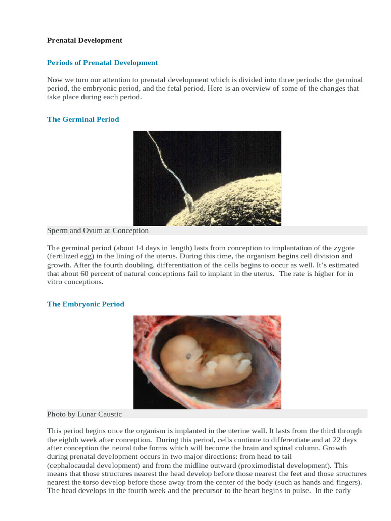 Prenatal | PDF | Attachment Theory | Temperament