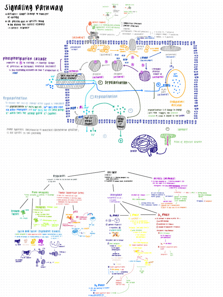 Cell Signaling And Mitosis Pdf Mitosis Biology