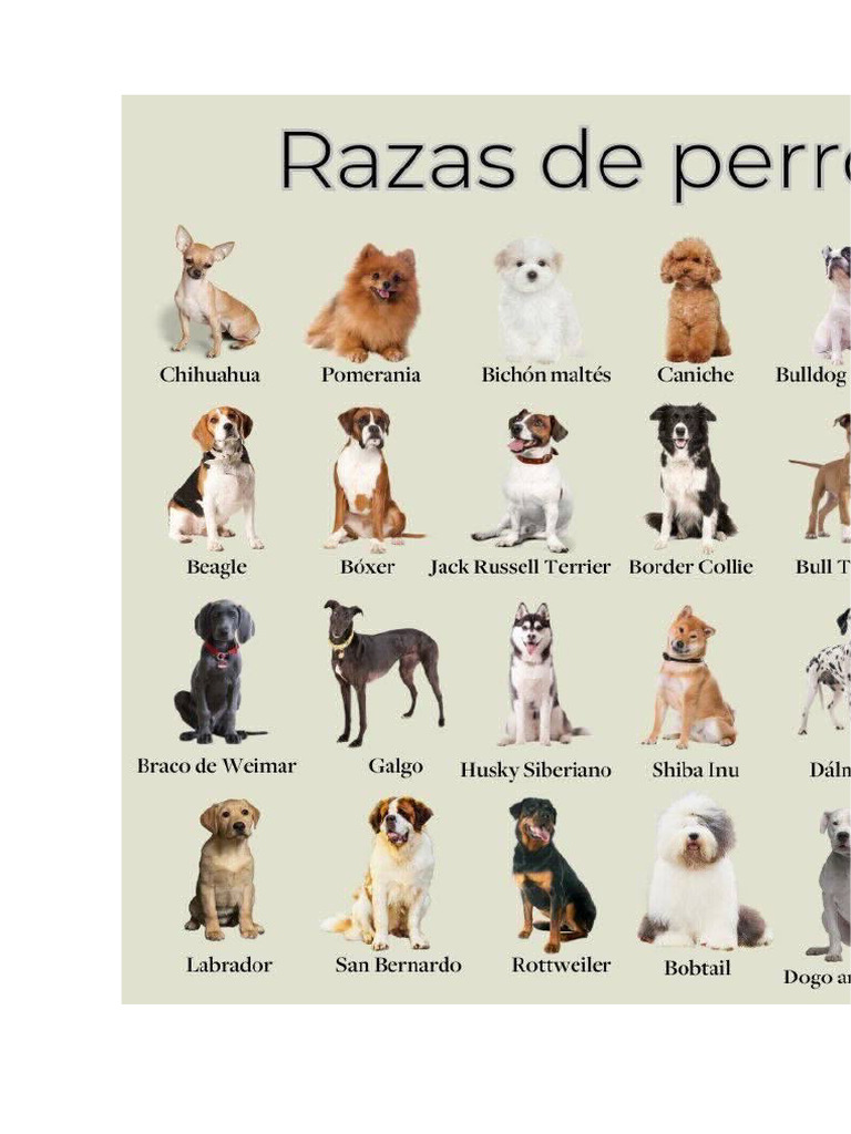 Tipos de Perritos | PDF
