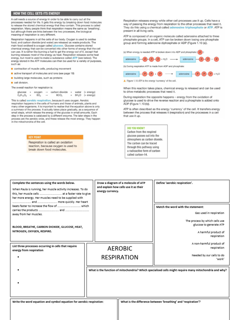 Aerobic Respiration Worksheet | PDF | Cellular Respiration | Chemistry