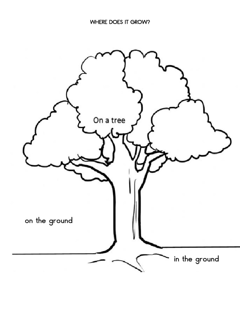 Lesson 6 - PDF - Where Does It Grow Group Work A3 | PDF