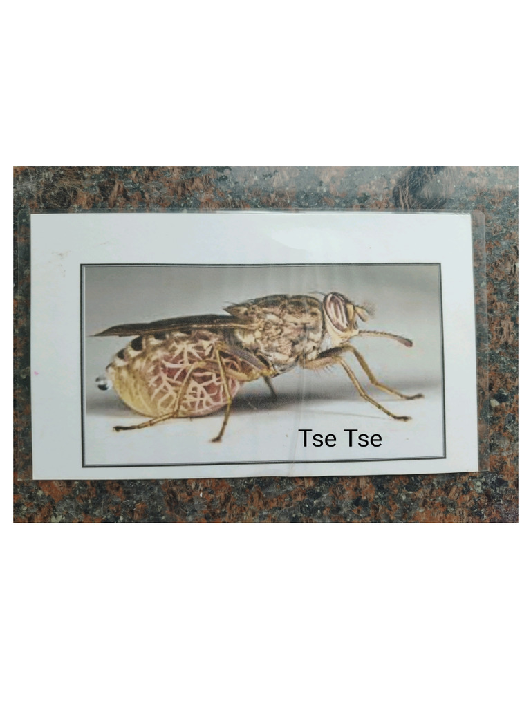 Micro Spotters | PDF