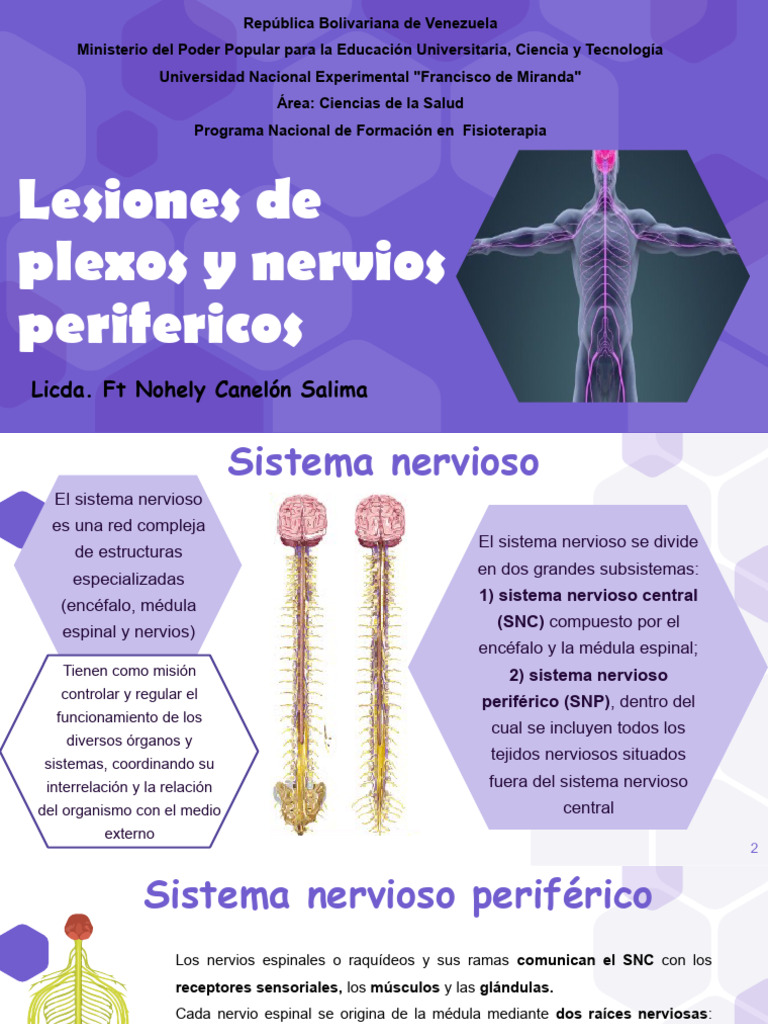 Lesiones de Plexos y NP2024 | PDF | Sistema nervioso | Médula espinal