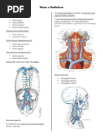 Anatomia do Sistema Venoso Ázigo | PDF | Fígado | Abdômen