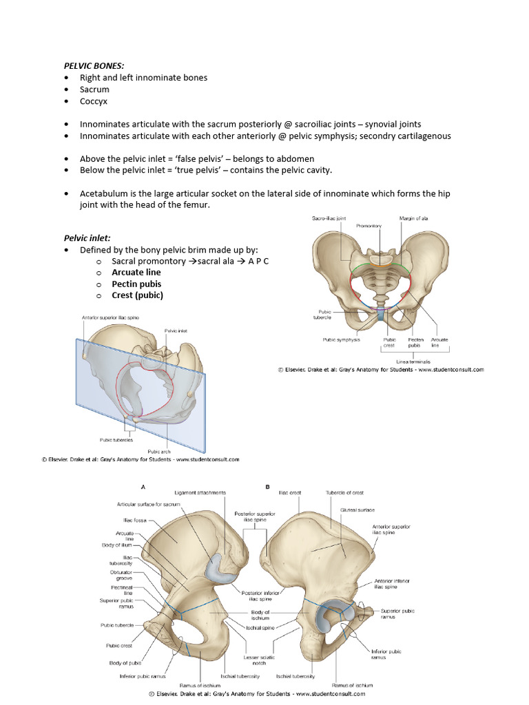 Female Pelvis | PDF | Pelvis | Uterus