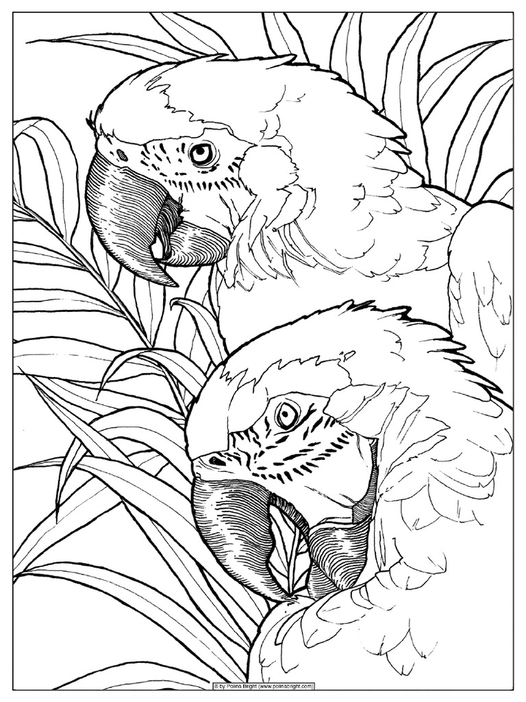 A4 Parrots | PDF