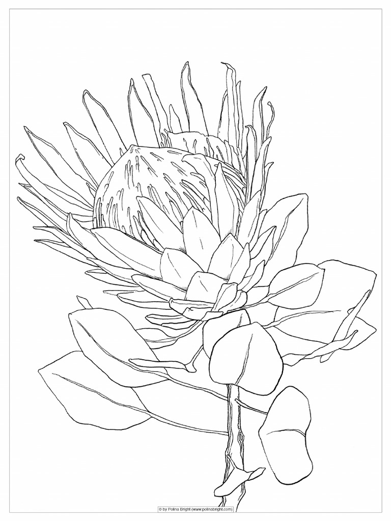 A4 Protea | PDF