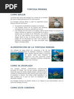 Ciclo de Vida de Las Tortugas Marinas | PDF | Tortuga marina | Tortuga