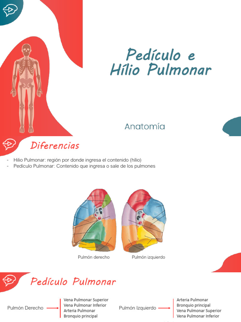 Pediculo e Hilio Pulmonar | PDF