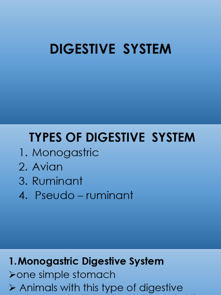 Digestive System | PDF | Digestion | Ruminant