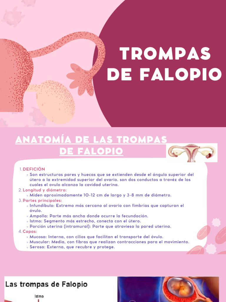 Trompas de Falopio | PDF