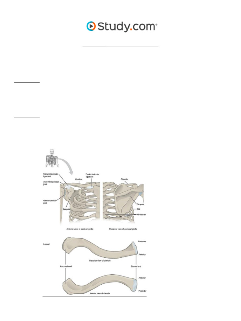 Biology 201l The Appendicular Skeleton Answer Key | PDF | Pelvis ...
