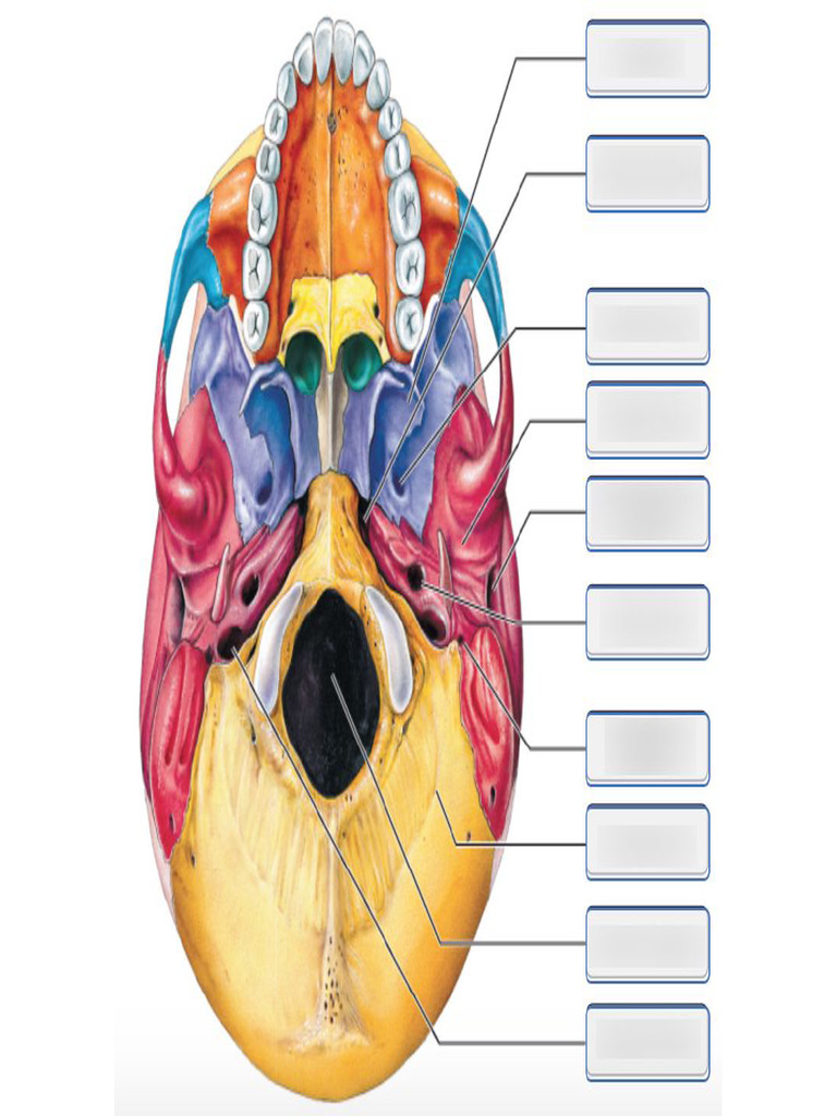 Base of Skull | PDF