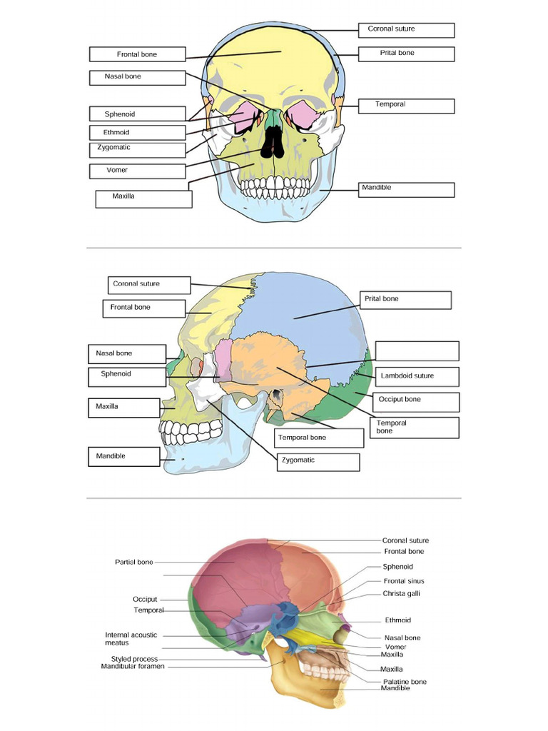 Skull Complete | PDF