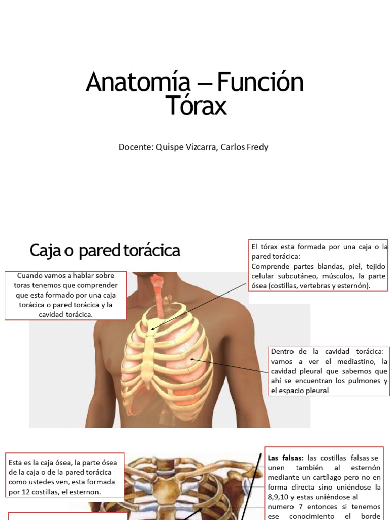 Anatomía - Función TORAX | PDF | Tórax | Pulmón