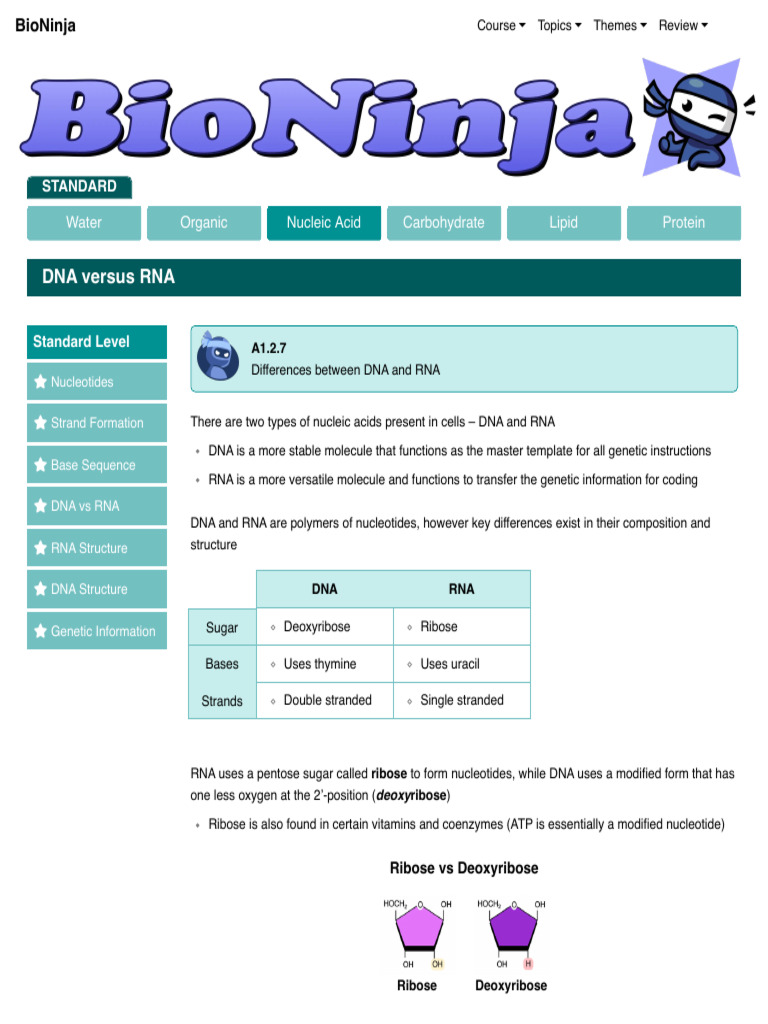 DNA vs RNA: Key Differences Explained | PDF