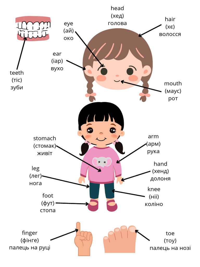 Parts of The Body | PDF