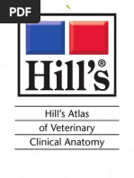 Dog Anatomy and Dissection Guide | PDF