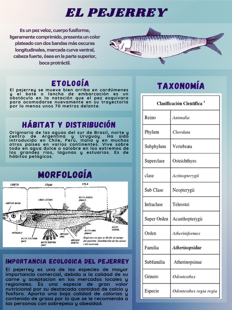 El Pejerrey | PDF
