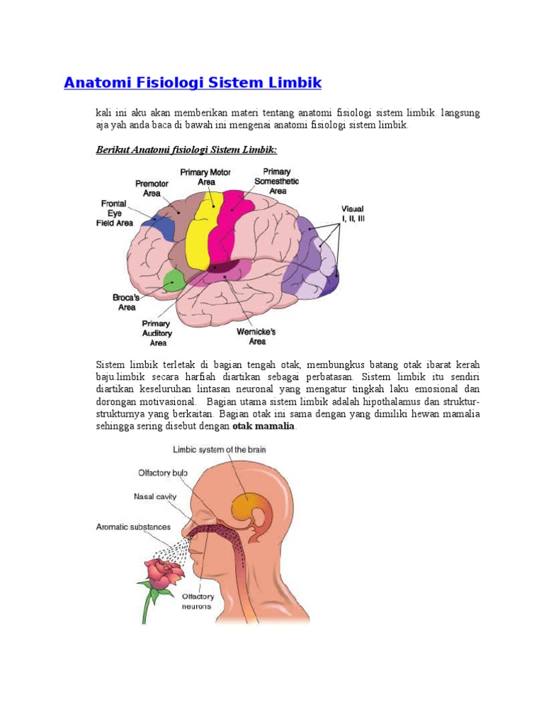 Anatomi Fisiologi Sistem Limbik | PDF