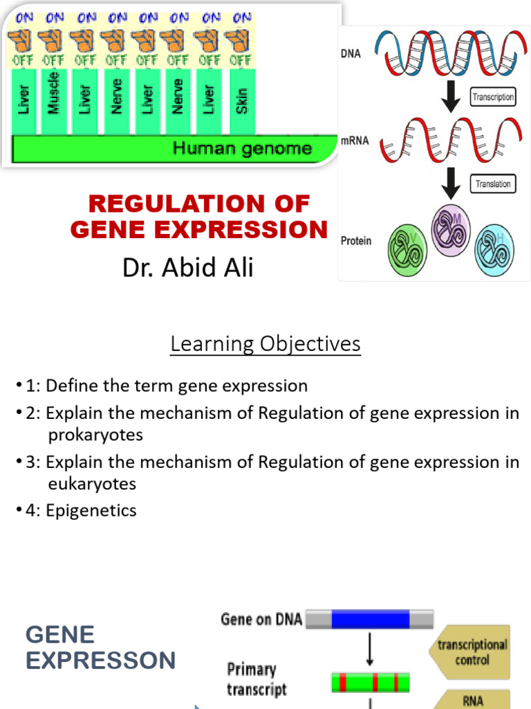Regulation of Gene Expression | PDF | Operon | Repressor