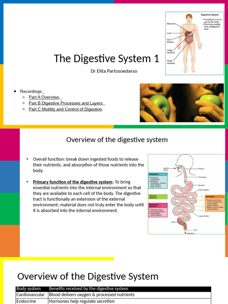 13 Digestive System 1 | PDF | Gastrointestinal Tract | Human Digestive ...
