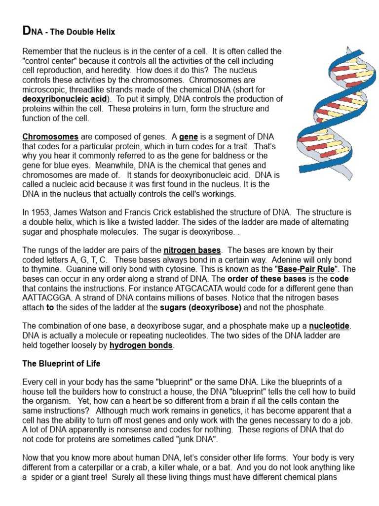 2023 DNA Double Helix Blueprint AA | PDF