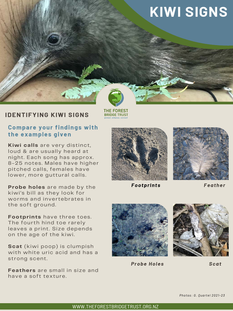 How To Identify Kiwi Signs | PDF