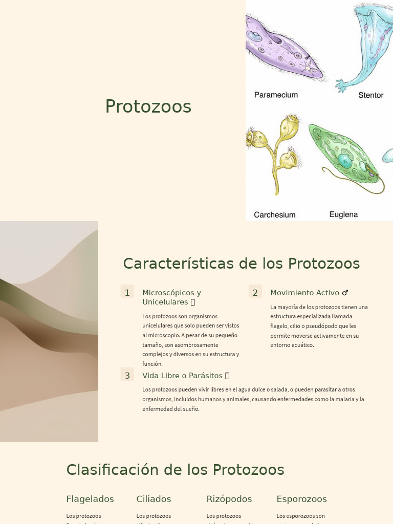 Características y Clasificación de Protozoos | PDF | Protozoos ...