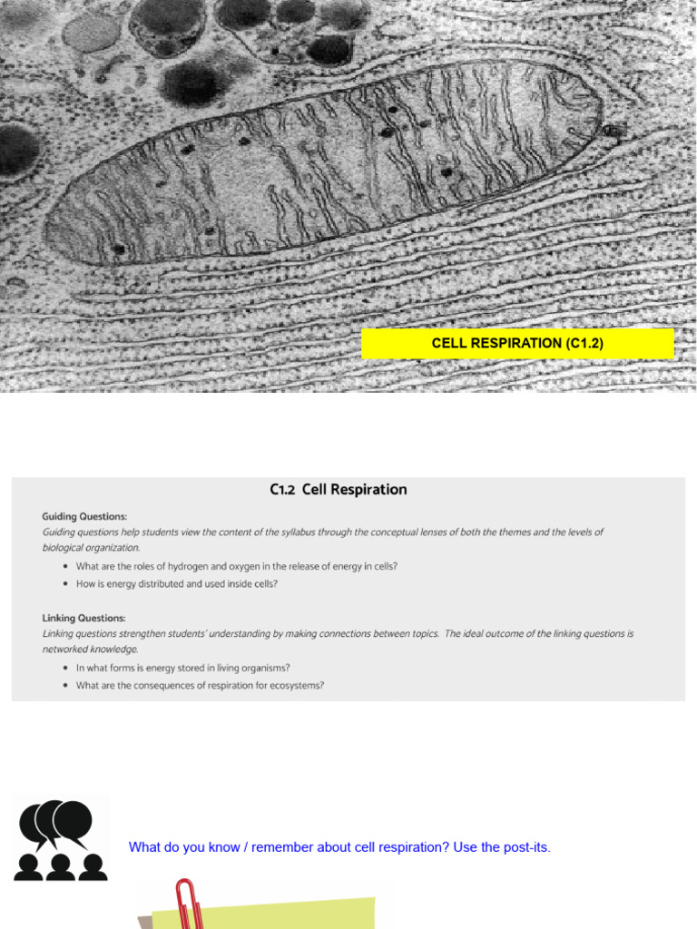 Cell Respiration C1 2 Pdf Cellular Respiration Glycolysis