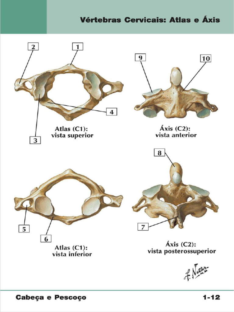 Anatomia: Atlas e Áxis em Detalhes | PDF
