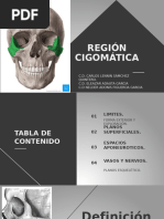 Anatomía de la Fosa Cigomática | PDF | Anatomía | Cabeza y cuello humanos