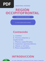 1 Region Superciliar | PDF | Cráneo | Anatomía humana