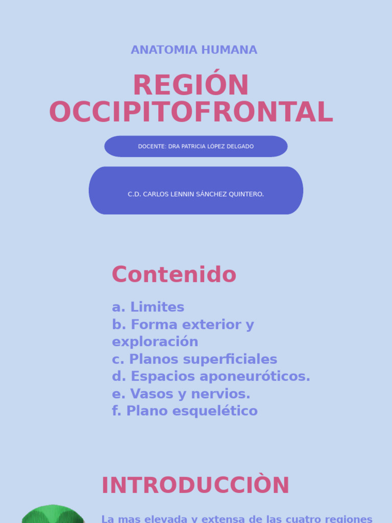 Region Occipitofrontal | PDF | Cráneo | Músculo