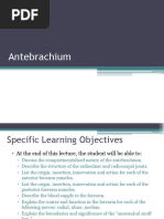 Membrum Superius (Forearm - Hand) | PDF | Thumb | Limbs (Anatomy)