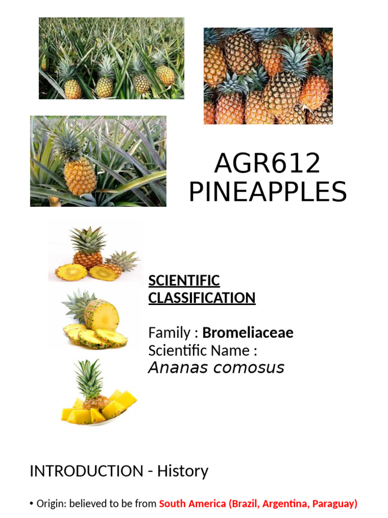AGR612 Topic 2 Pineapple 4.1.23 | PDF | Pineapple | Fertilizer