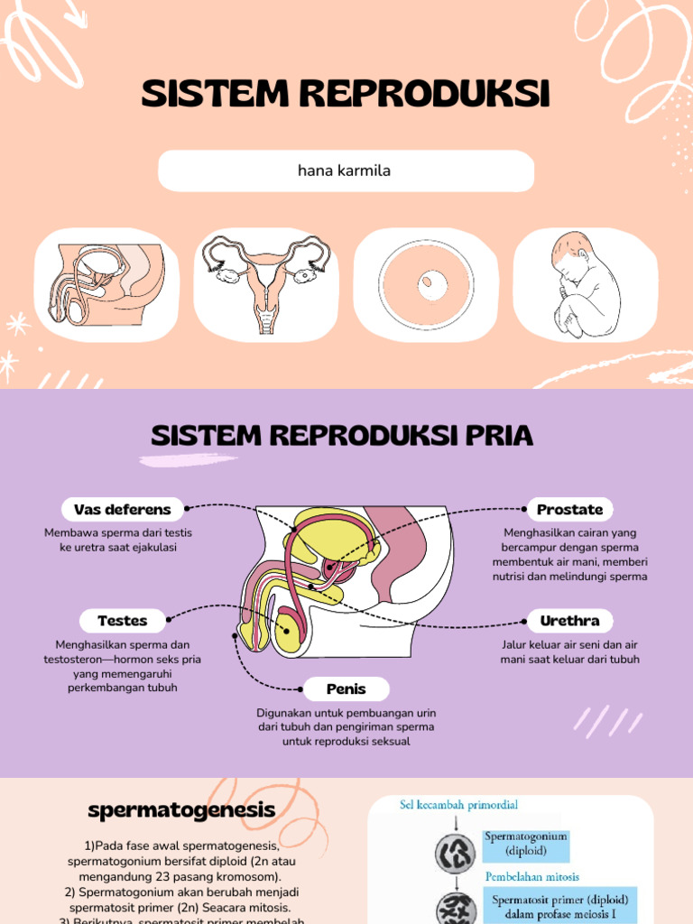 Understanding Human Reproduction Education Presentation in Peach | PDF