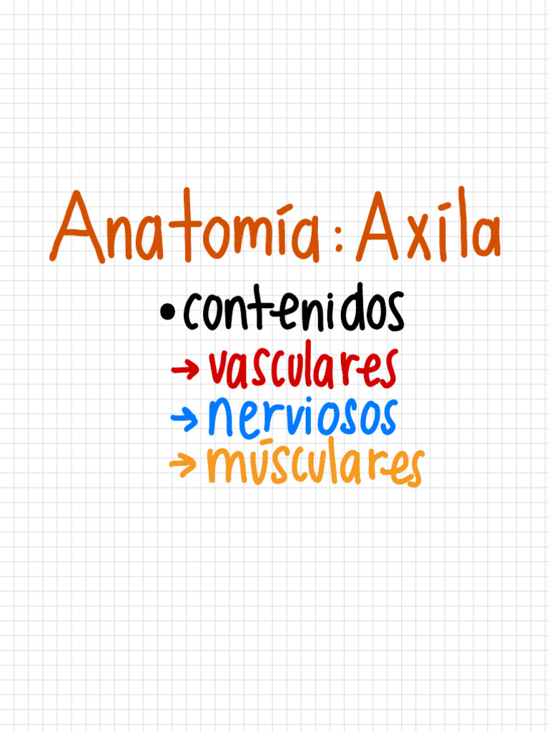 Anatomía y Músculos de la Axila | PDF | Anatomía humana | Sistema ...