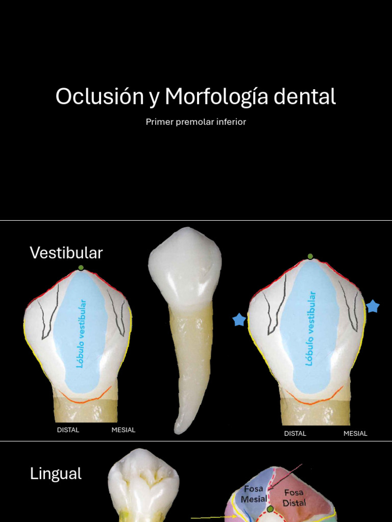 Primer Premolar Inferior | PDF