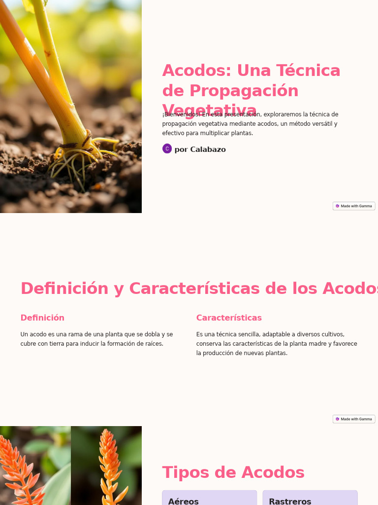 Acodos Una Tecnica de Propagacion Vegetativa | PDF | Plantas | Mango