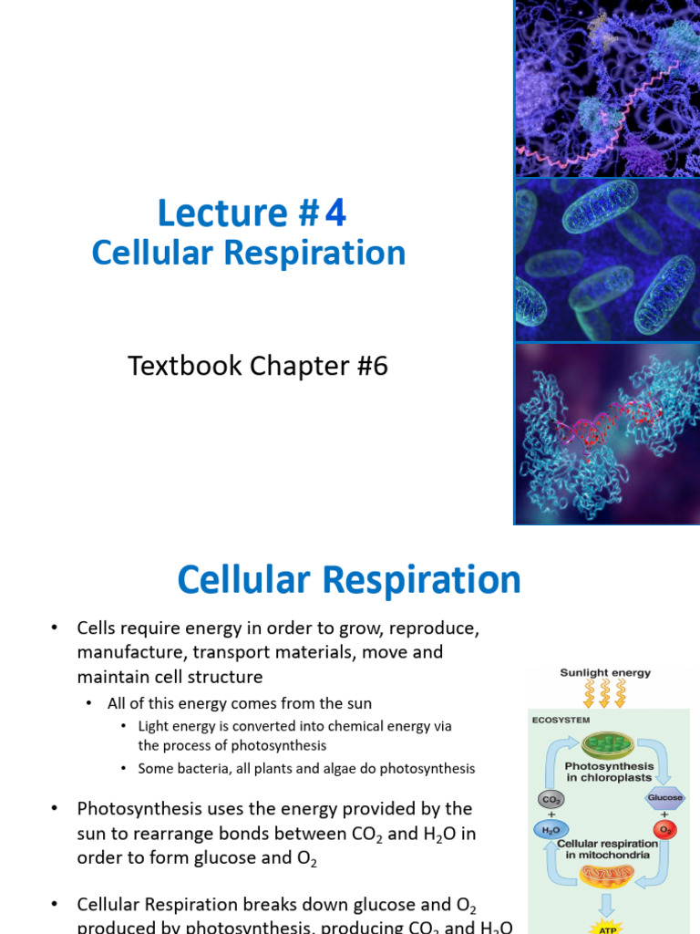 Biology 1000 Lecture #6 | PDF | Adenosine Triphosphate | Cellular ...